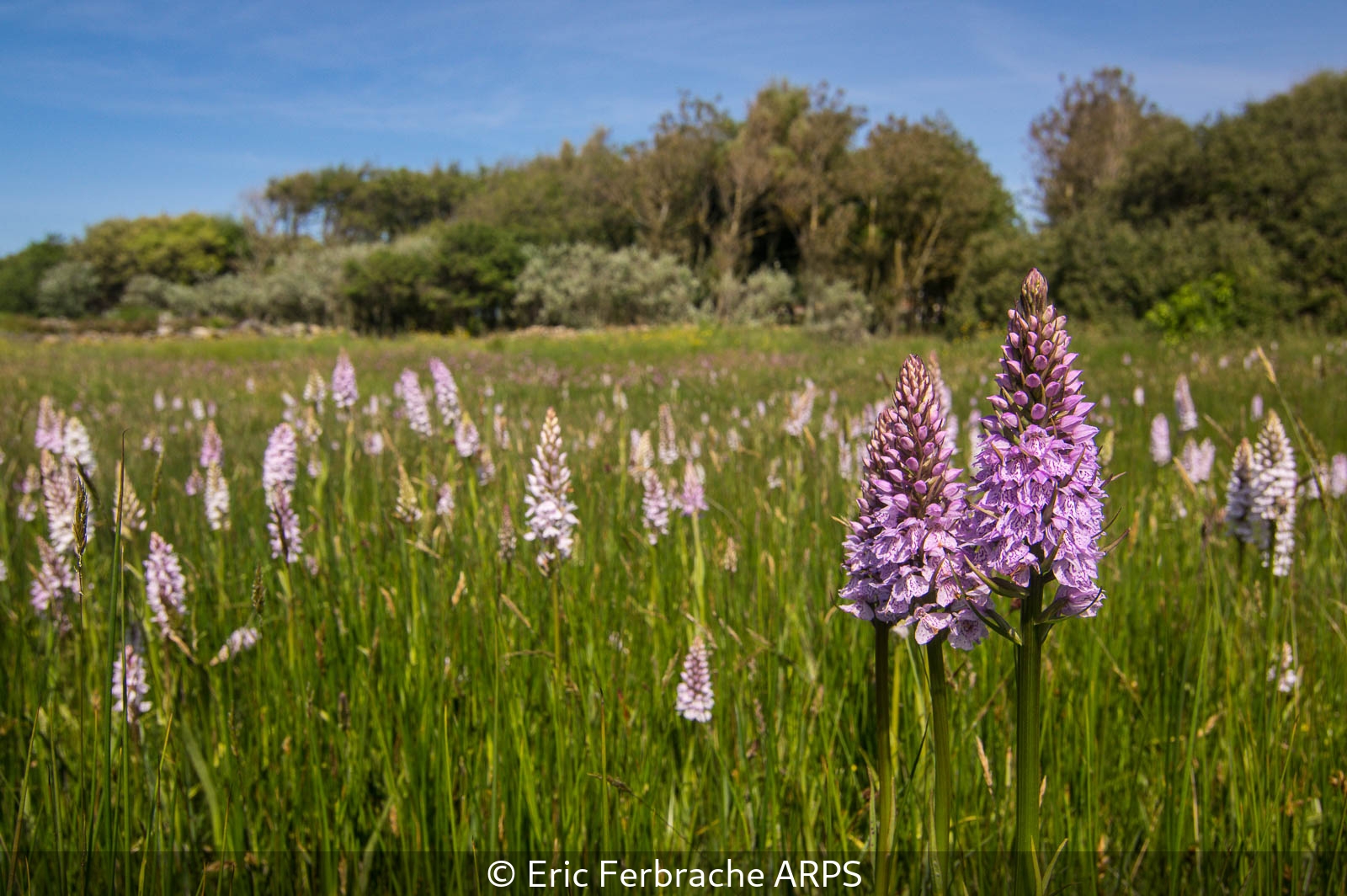 Fragile Guernsey | Guernsey Photos
