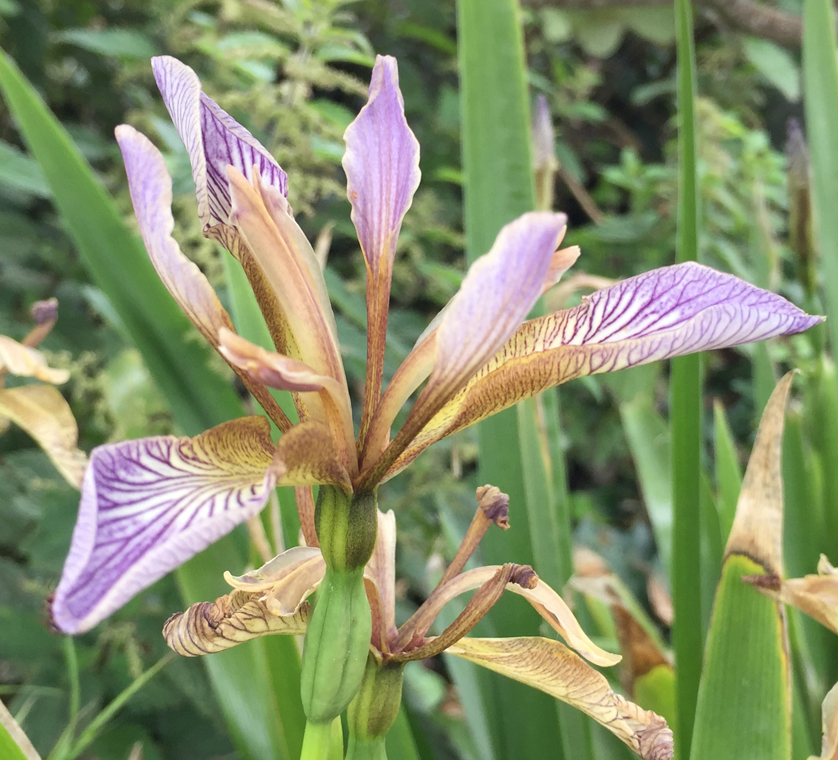 Fragile Guernsey | A walk on the wild side