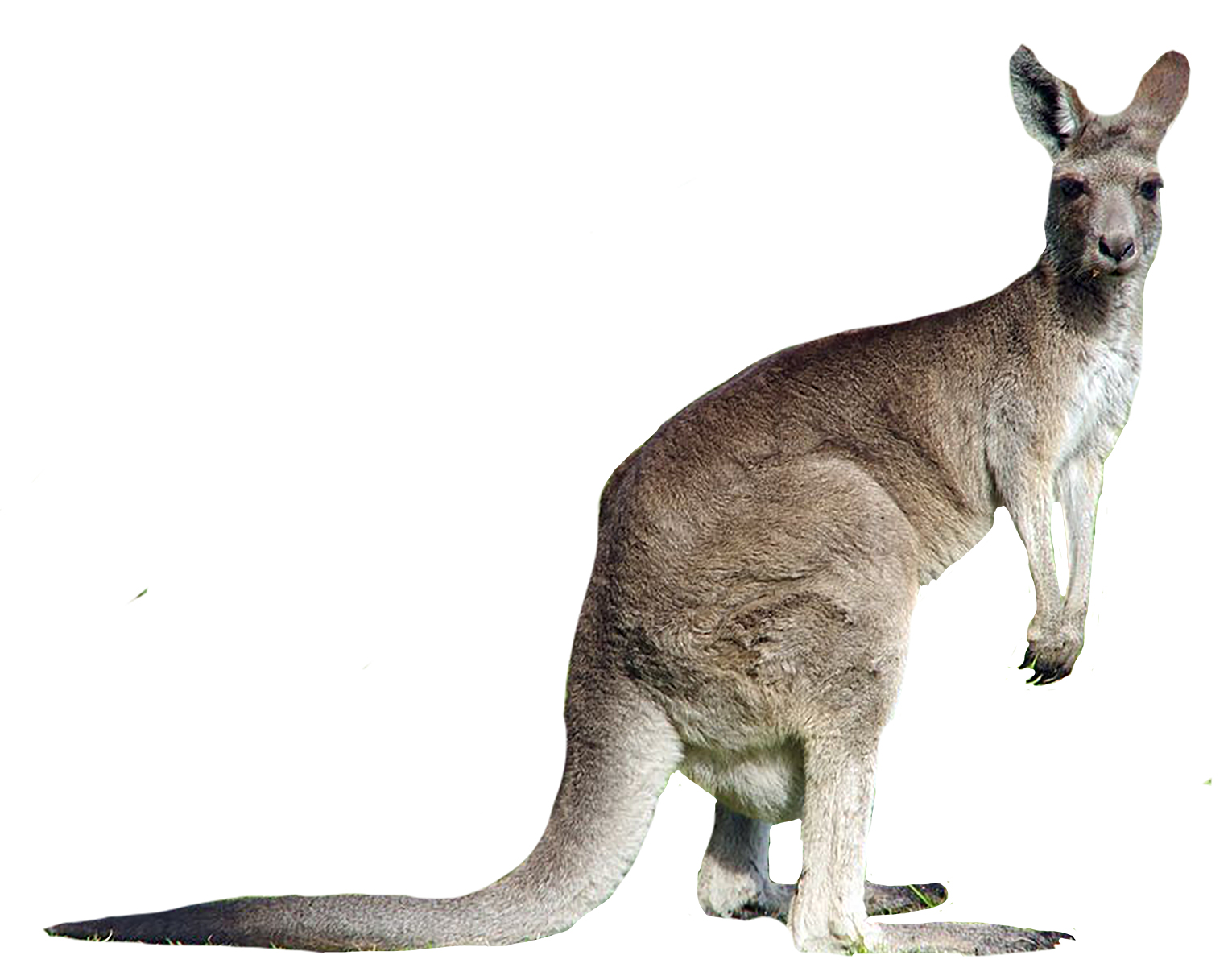 Fragile Guernsey | Kangaroos and Cows