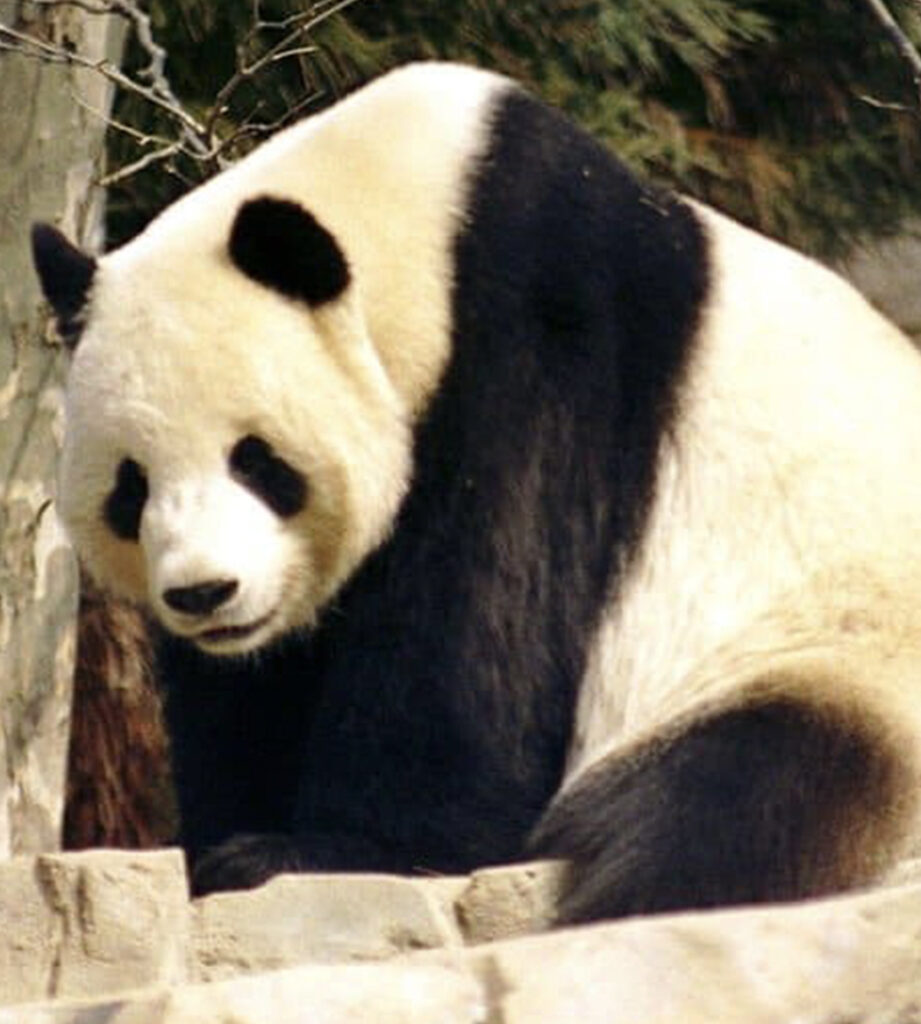 Fragile Guernsey | Animals brought back from extinction