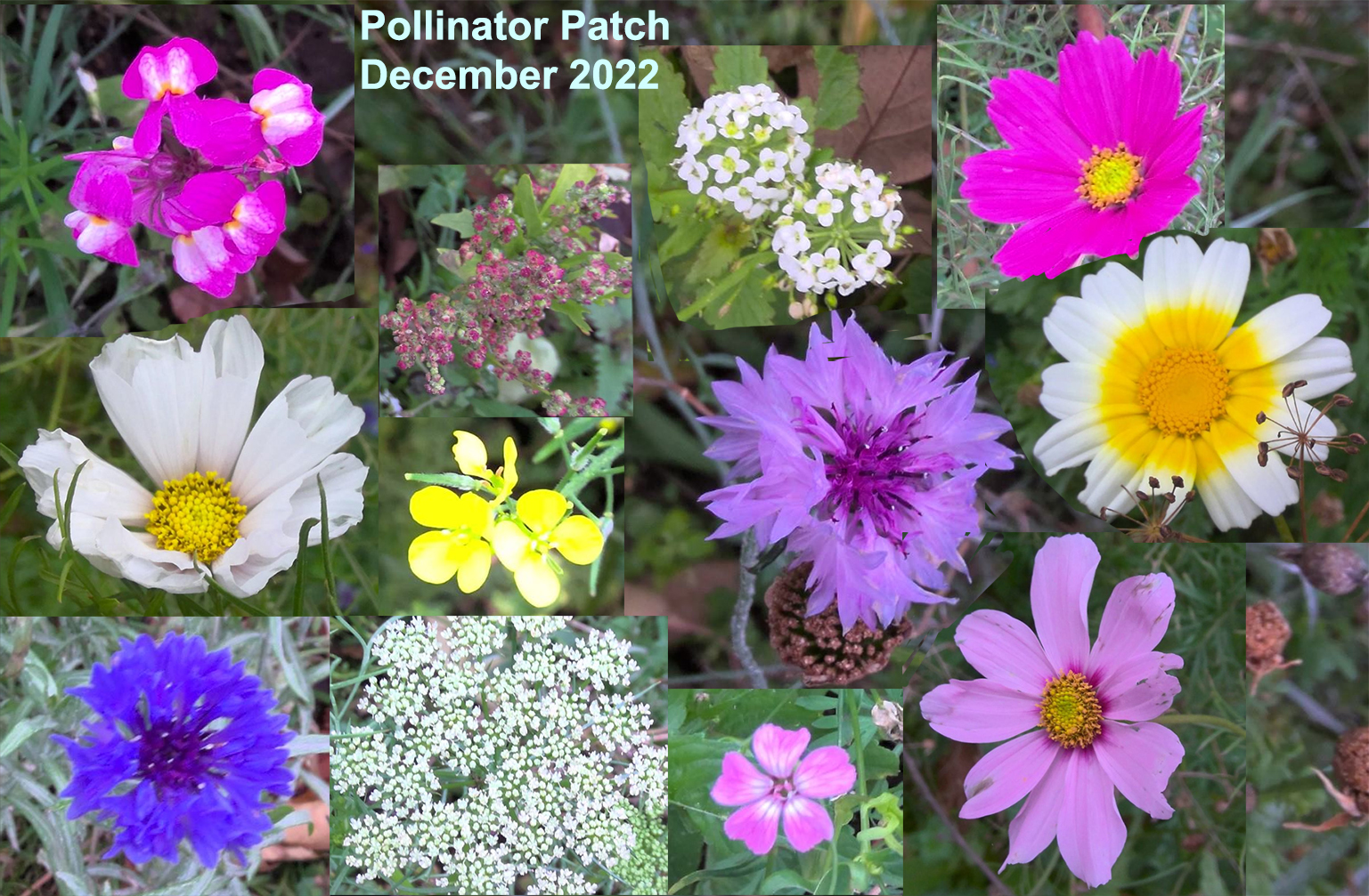 Fragile Guernsey | Pollinator Patch
